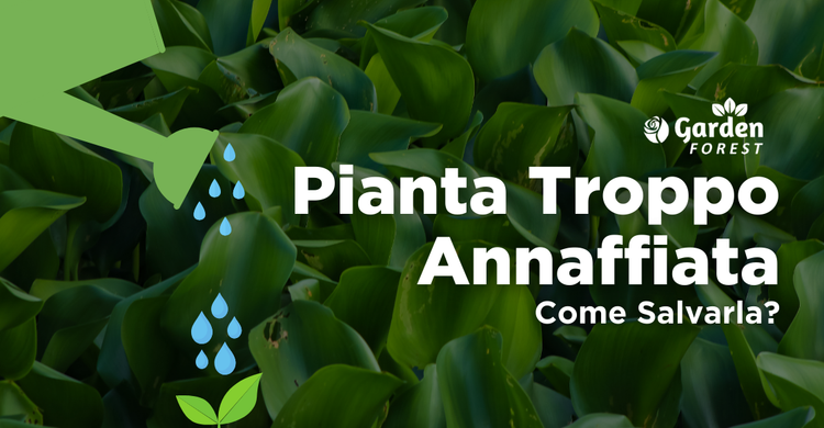 Come Salvare una Pianta Troppo Annaffiata o che Perde Foglie – Vivaio Garden Forest