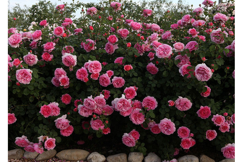 Rosa Princess Alexandra of Kent David Austin Pianta di fiori fiore Fot ...