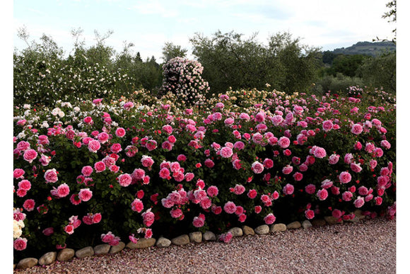 Rosa Princess Alexandra of Kent David Austin Pianta di fiori fiore Fot ...