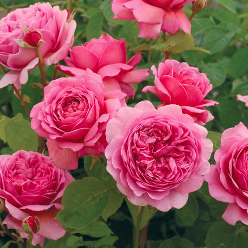 Rosa Princess Alexandra of Kent David Austin Pianta di fiori fiore Fot ...