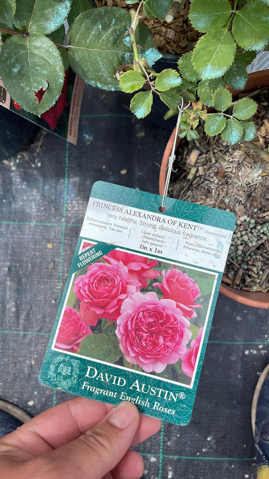Rosa Princess Alexandra of Kent David Austin Pianta di fiori fiore Fot ...